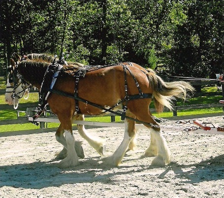 Stitch 'n Hitch - Farm Harness