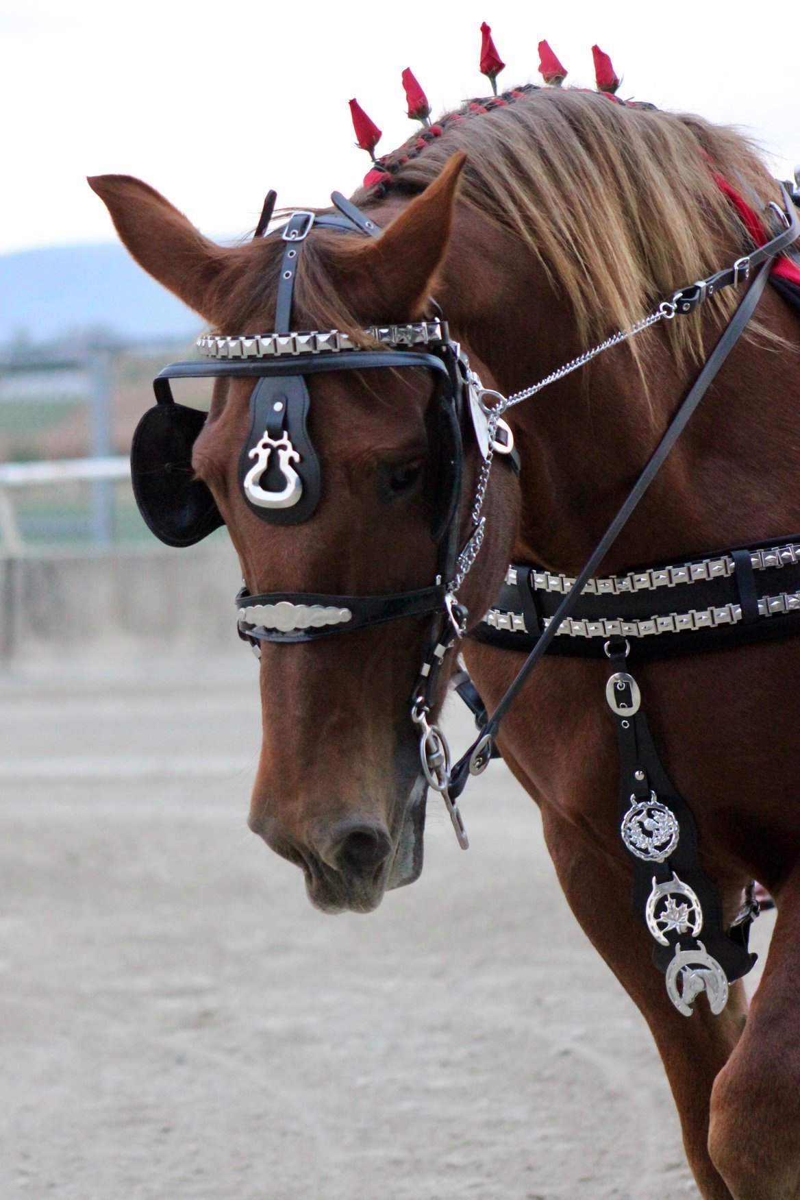 Stitch 'n Hitch harness shop: Nylon Biothane Harness