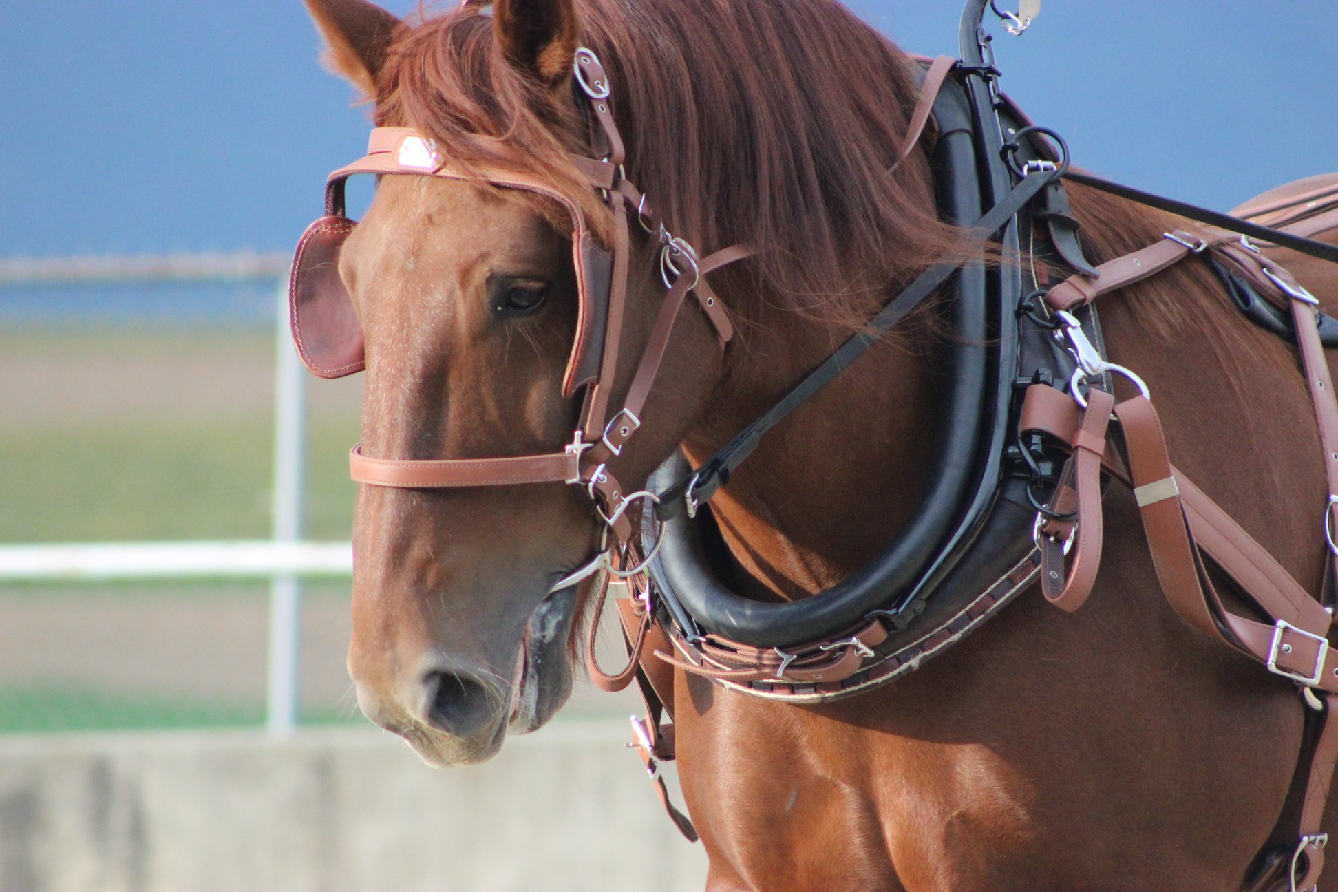Stitch 'n Hitch harness shop: Nylon Biothane Harness